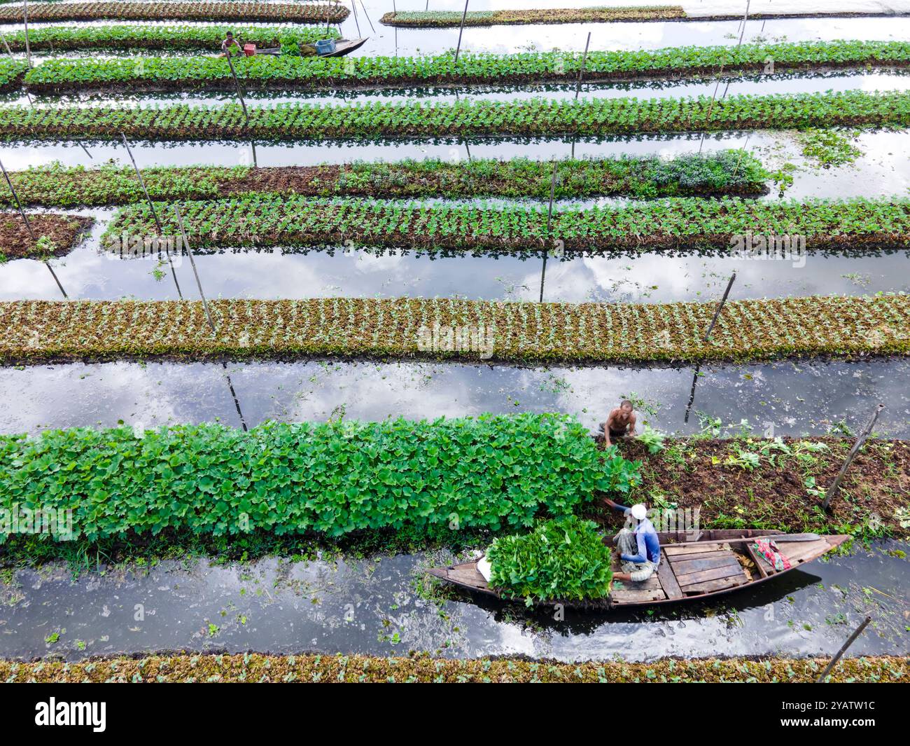 Aerial view of aquatic farming in Nazirpur, Pirojpur, Barisal ...
