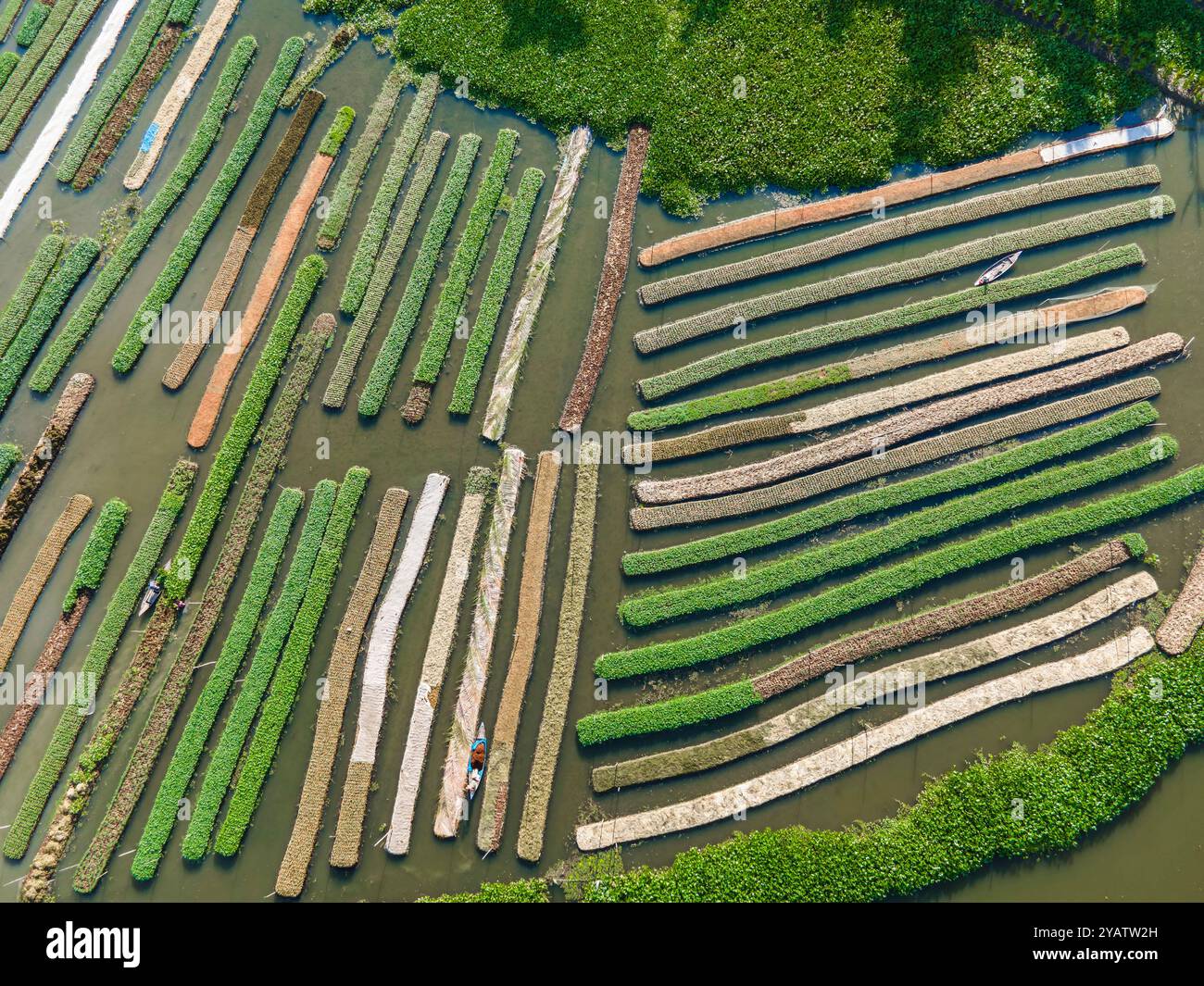 Aerial view of a traditional floating gardens in Nazirpur, Pirojpur ...