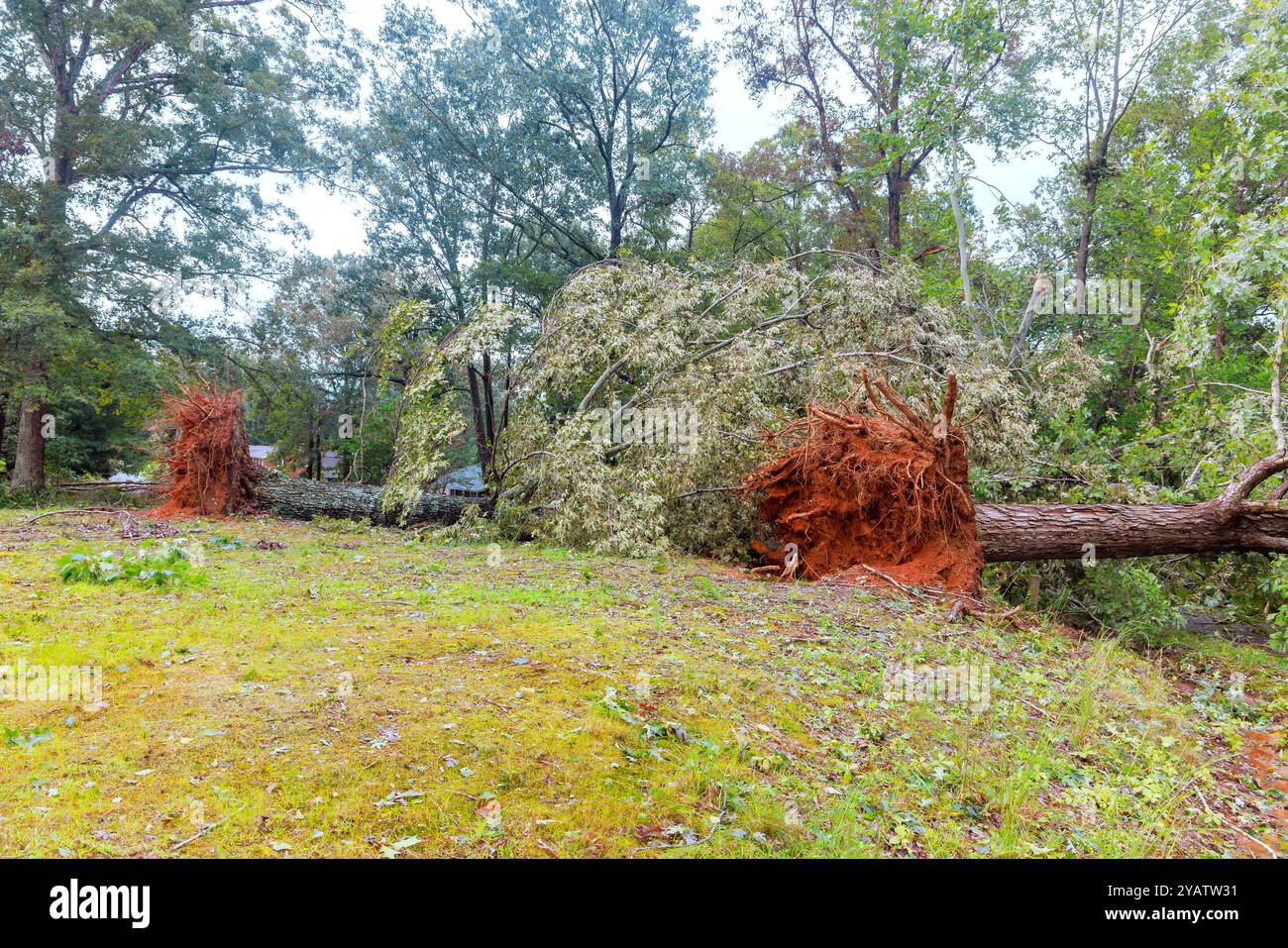 As result of storm hurricane, trees that were uprooted broken had ...