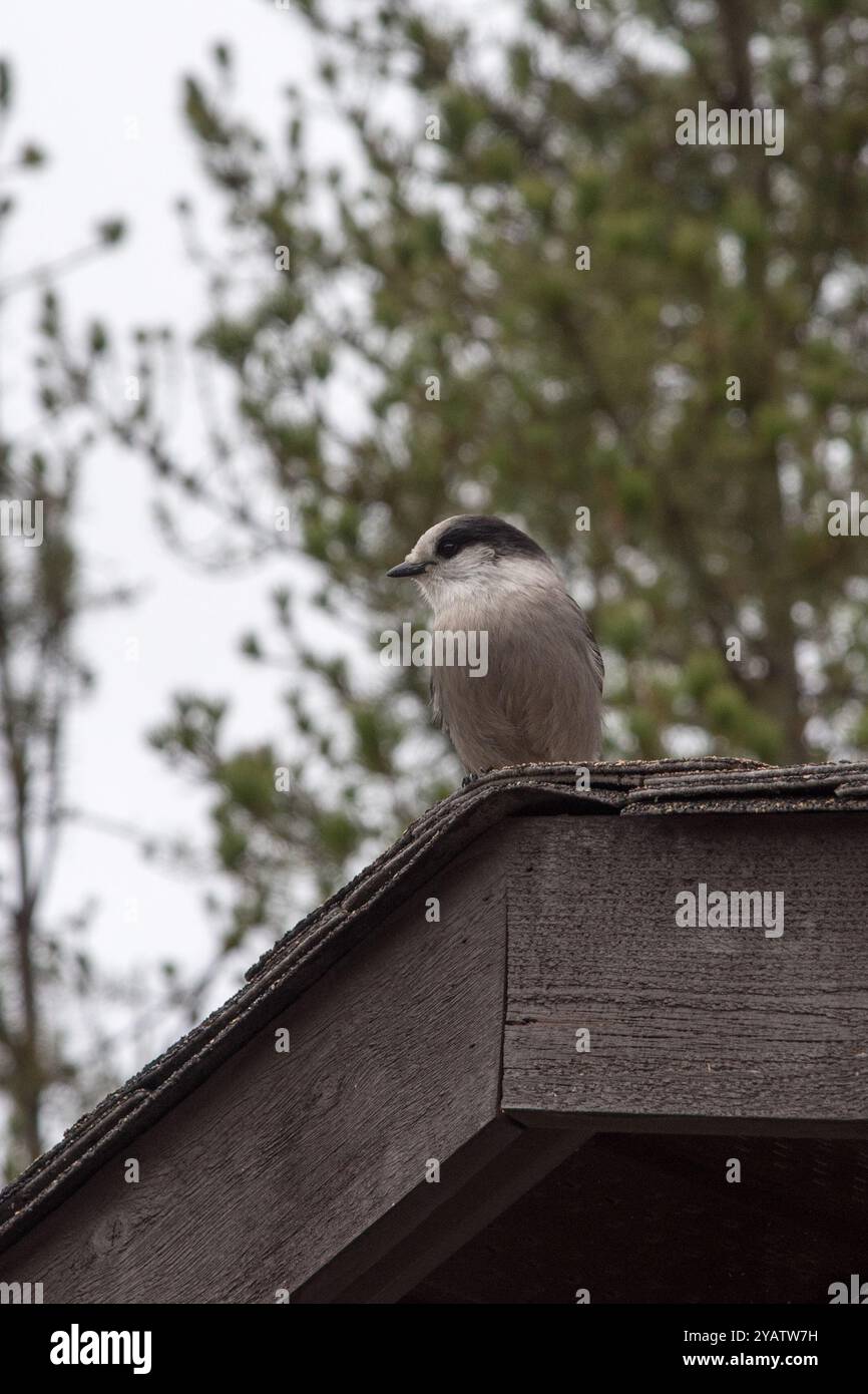 Canada jay sitting aside parking area of Ram Falls Provincial Park in ...