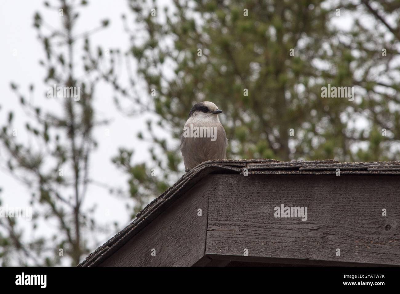 Canada jay sitting aside parking area of Ram Falls Provincial Park in ...