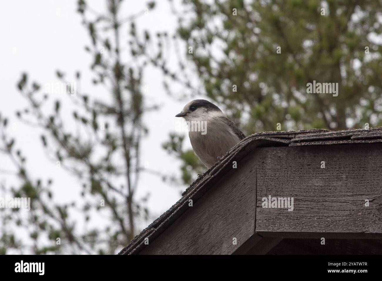 Canada jay sitting aside parking area of Ram Falls Provincial Park in ...