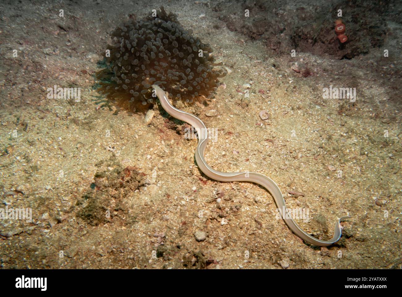 A sea eel mimicking a snake at the bottom of the Gulf of Oman in ...