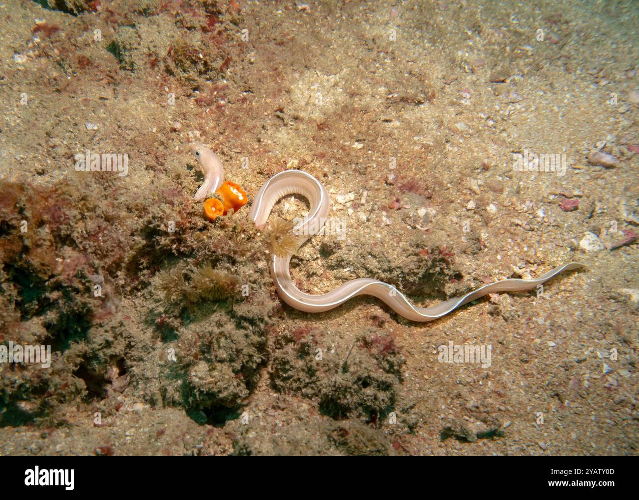 A sea eel mimicking a snake at the bottom of the Gulf of Oman in ...