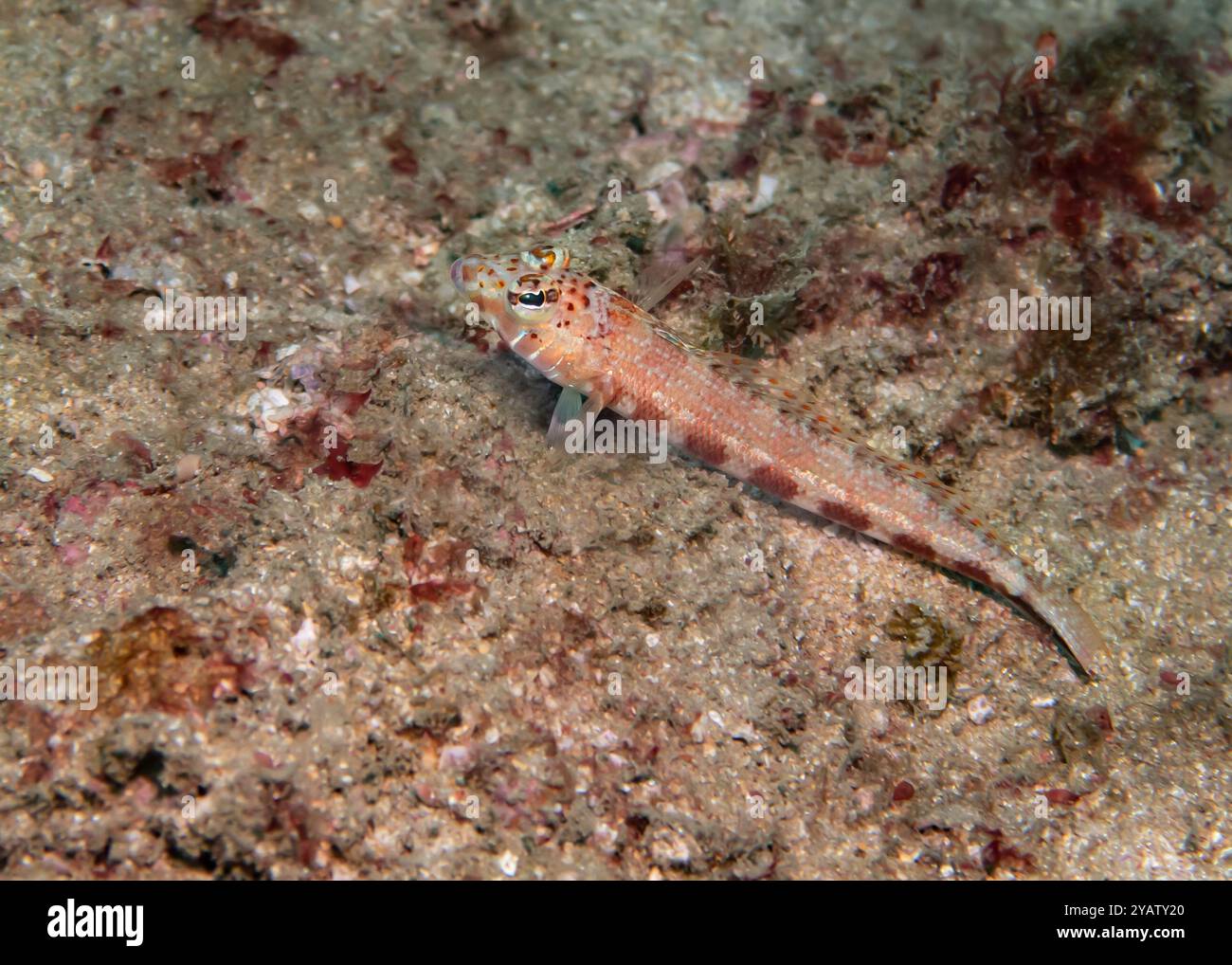 Dogfish at the bottom of the Gulf of Oman in Fujairah, United Arab ...