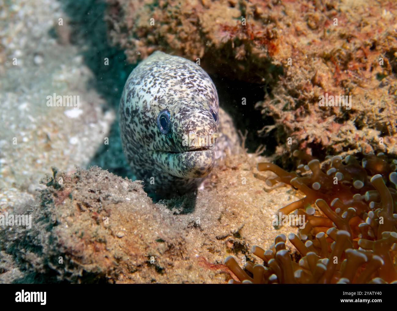 Pepper moray eel fish on the Gulf of Oman Days in Fujairah, United Arab ...