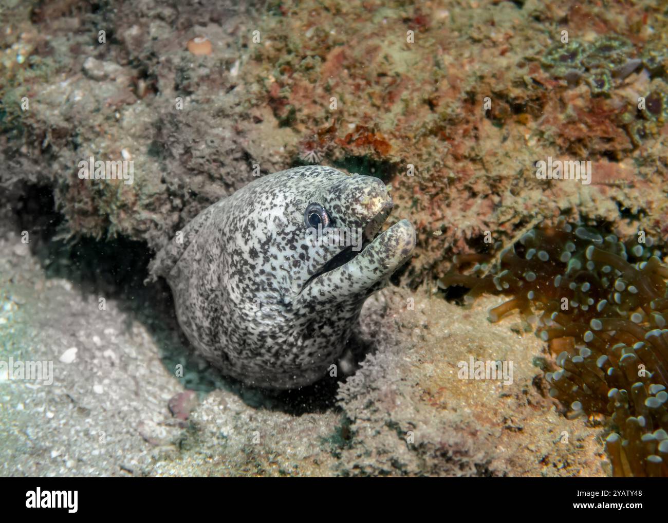 Pepper moray eel fish on the Gulf of Oman Days in Fujairah, United Arab ...
