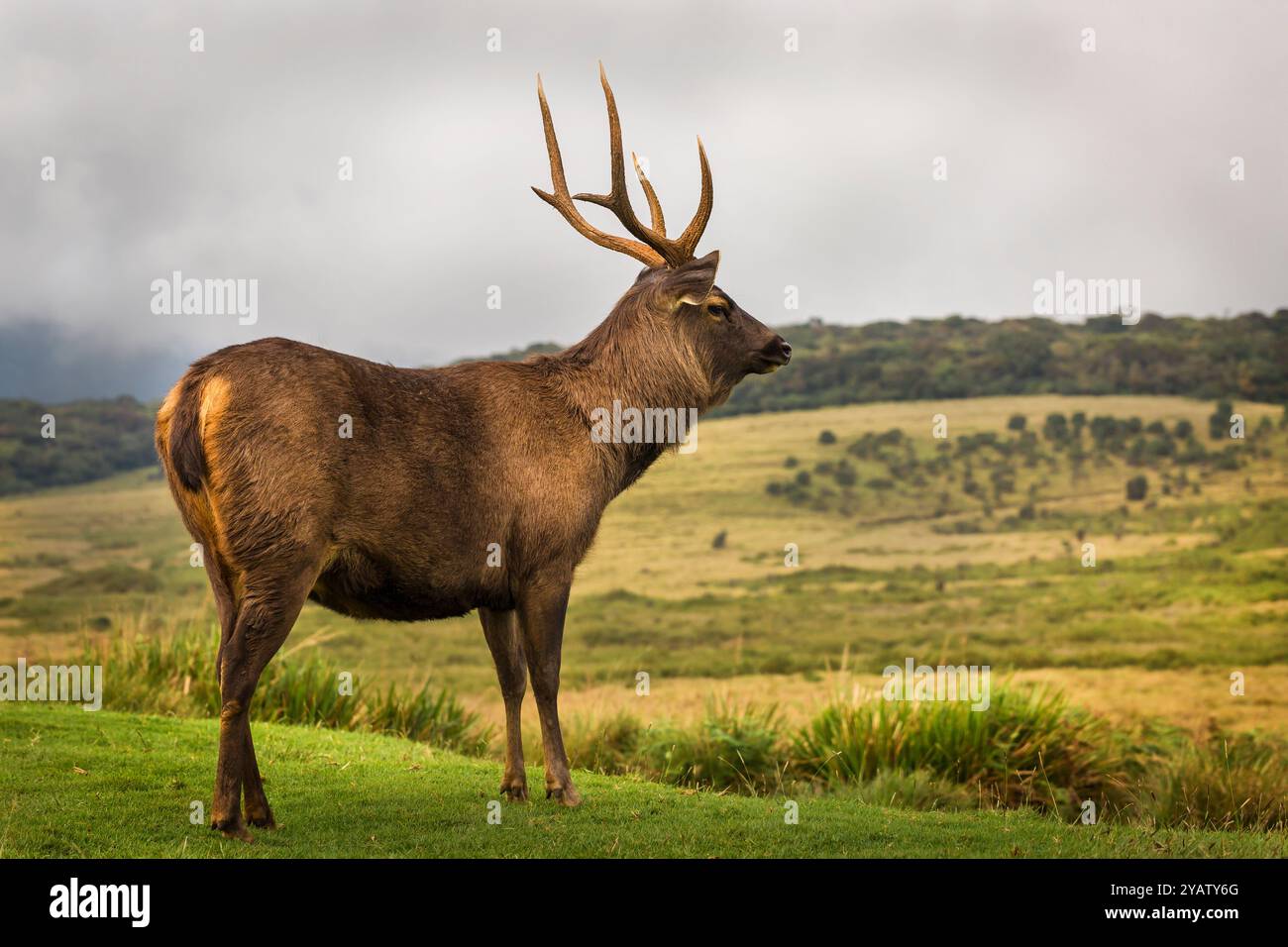 Sambar Stag at Horton Plains National Park Stock Photo - Alamy