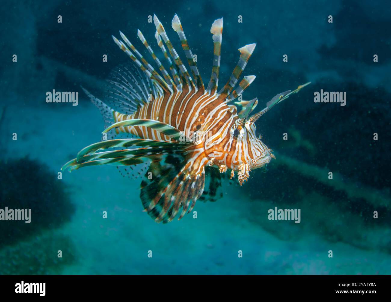 Lion fish hunting at the bottom of the Gulf of Oman in Fujairah, United ...