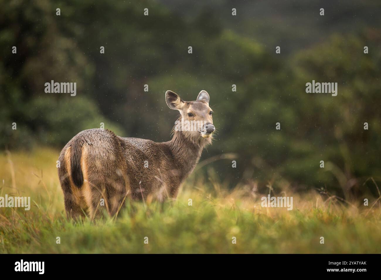 Sambar looking camera hi-res stock photography and images - Alamy