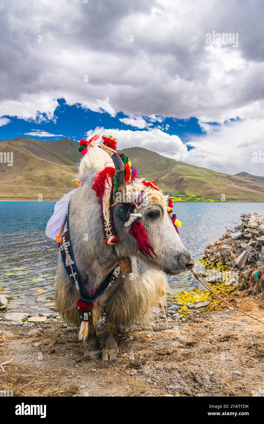 Yak on the shore of Yamdrok Lake, one of the three largest sacred lakes in Tibet, China Stock ...