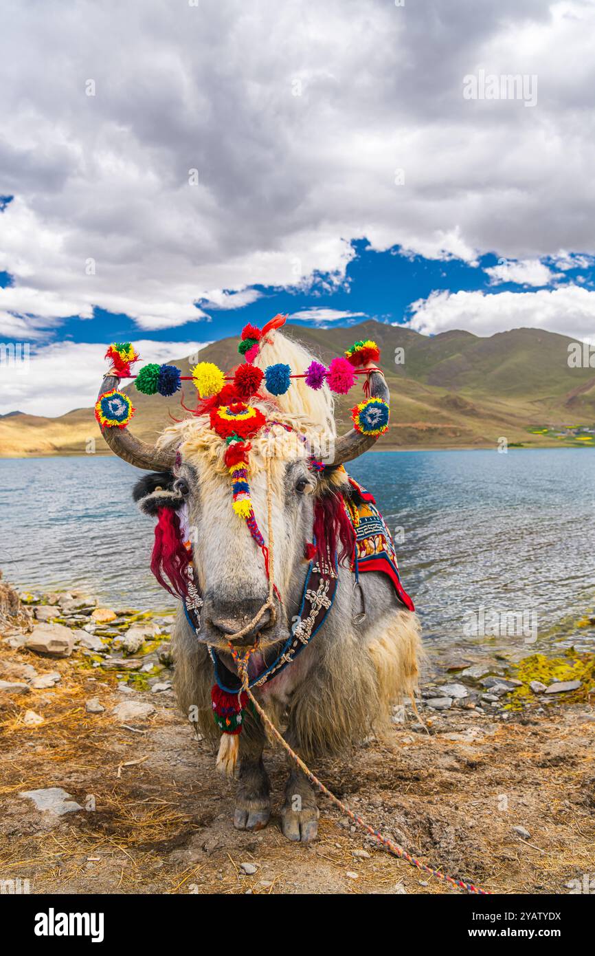 Decorated white tibetan yak at the Yamdrok lake in Tibet, China. Blue sky with copy space Stock ...