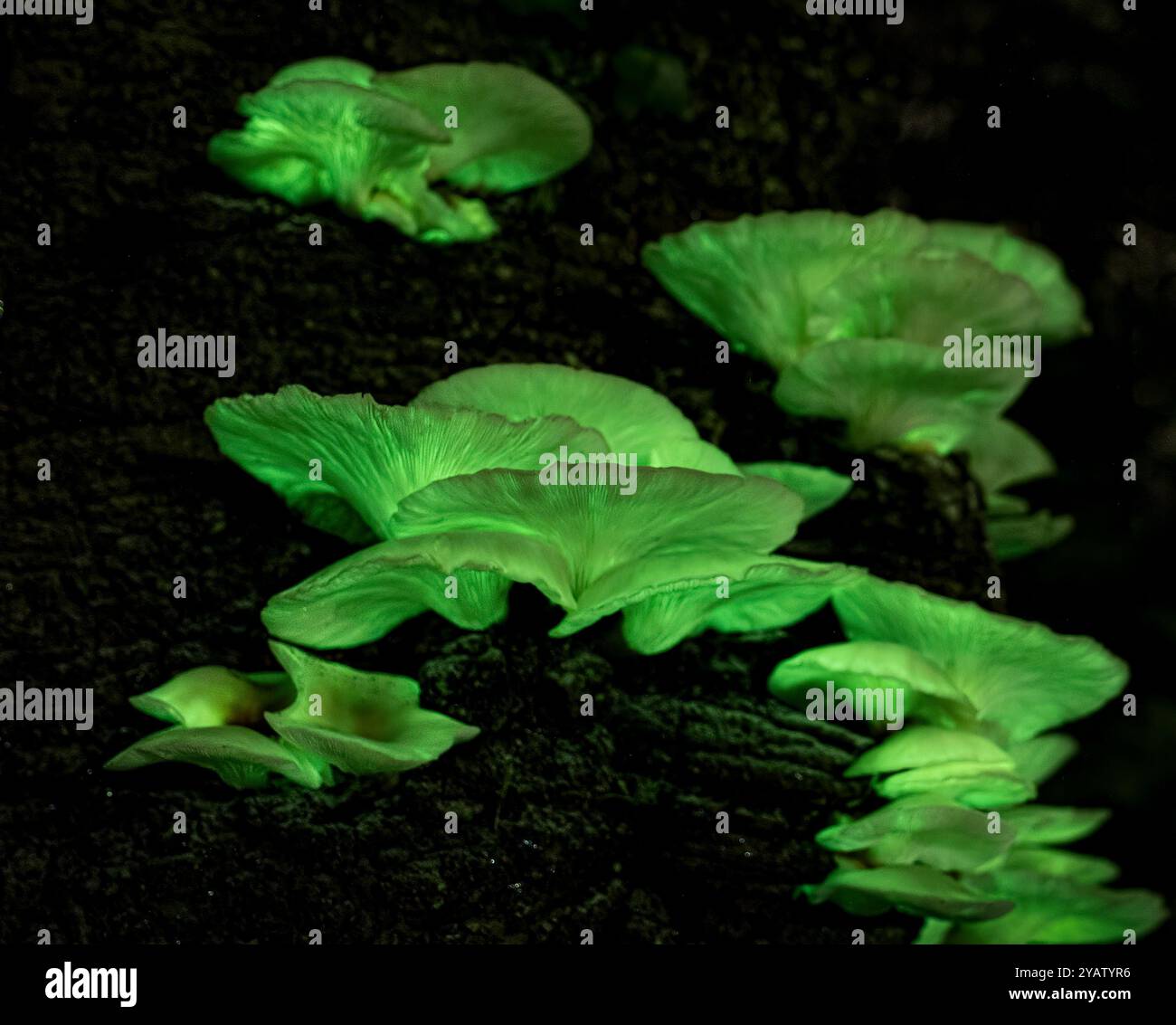The Ghost Mushroom (Omphalotus nidiformis) is a bioluminescent fungi ...