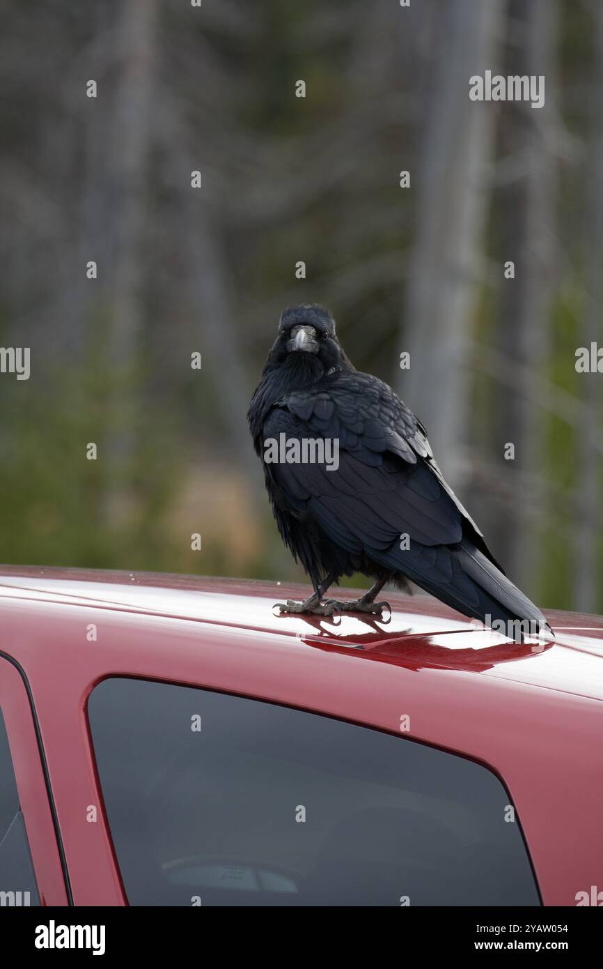 Poe and raven hi-res stock photography and images - Alamy