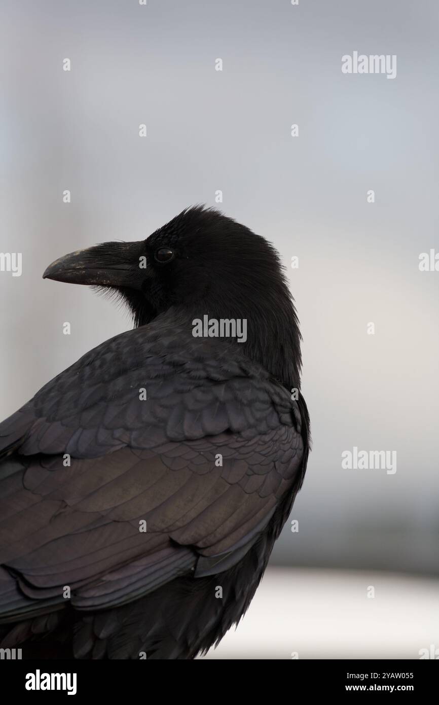 Stout bill and throat hackles of common raven (Corvus corax) helps to ...