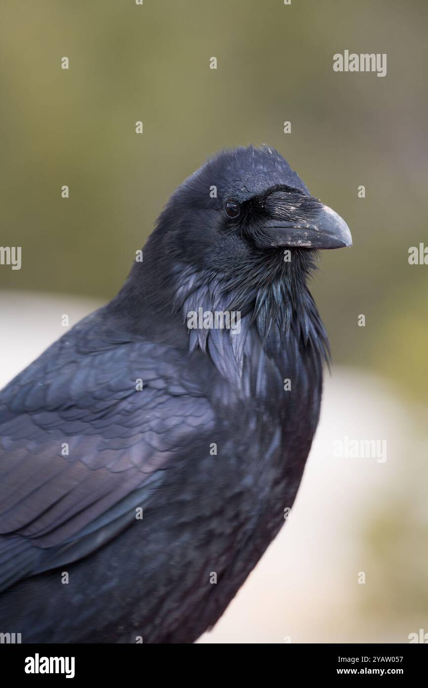 Stout bill and throat hackles of common raven (Corvus corax) helps to ...