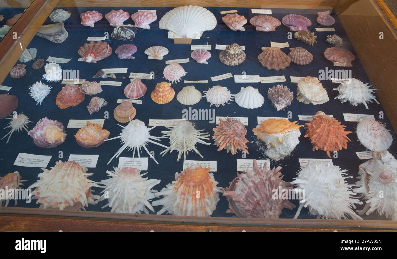 Table top displays of shells at Mac's Museum, Powder River Historical ...