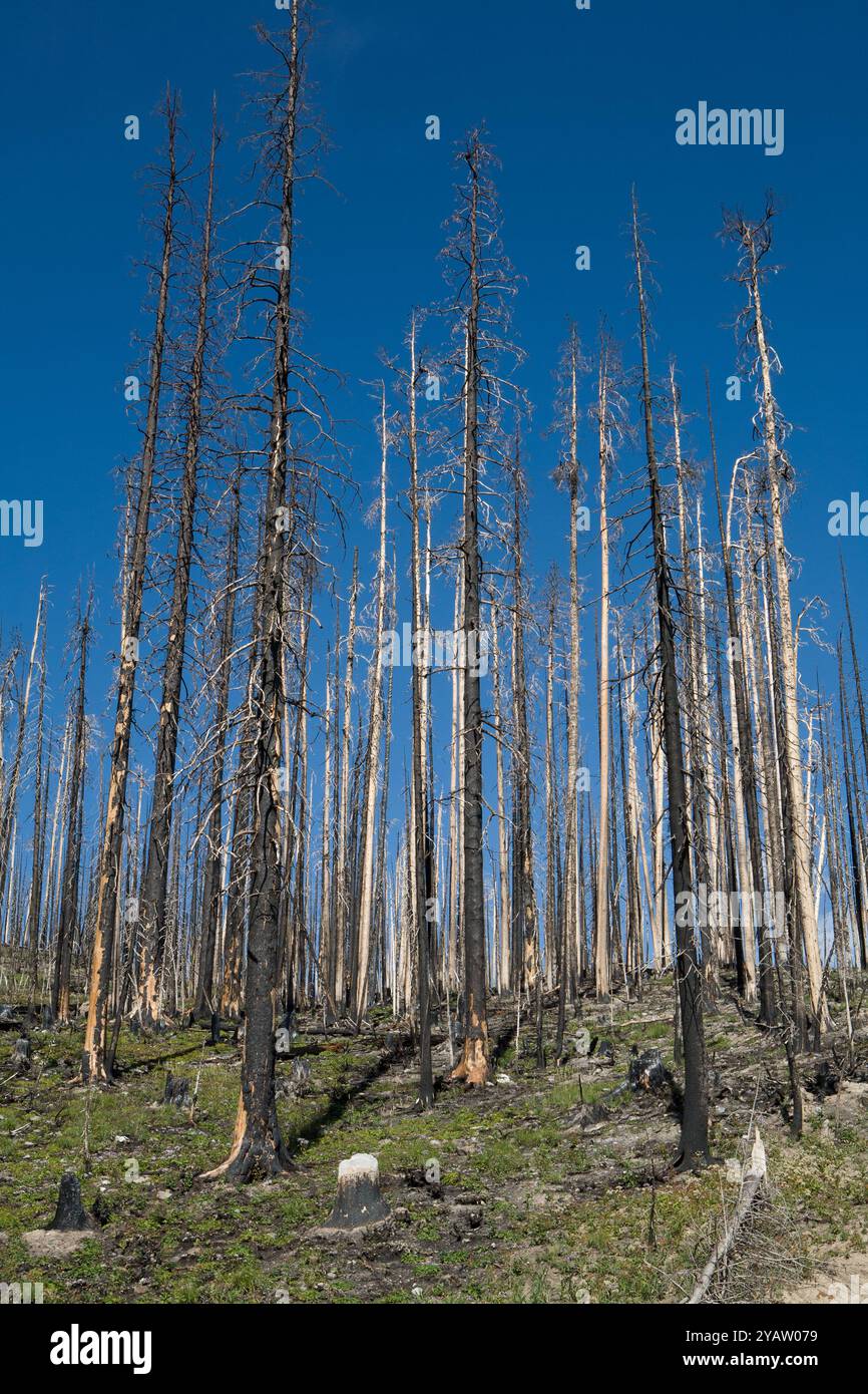 Burned lodgepole pine snags stand against the sky. Forest fires are ...