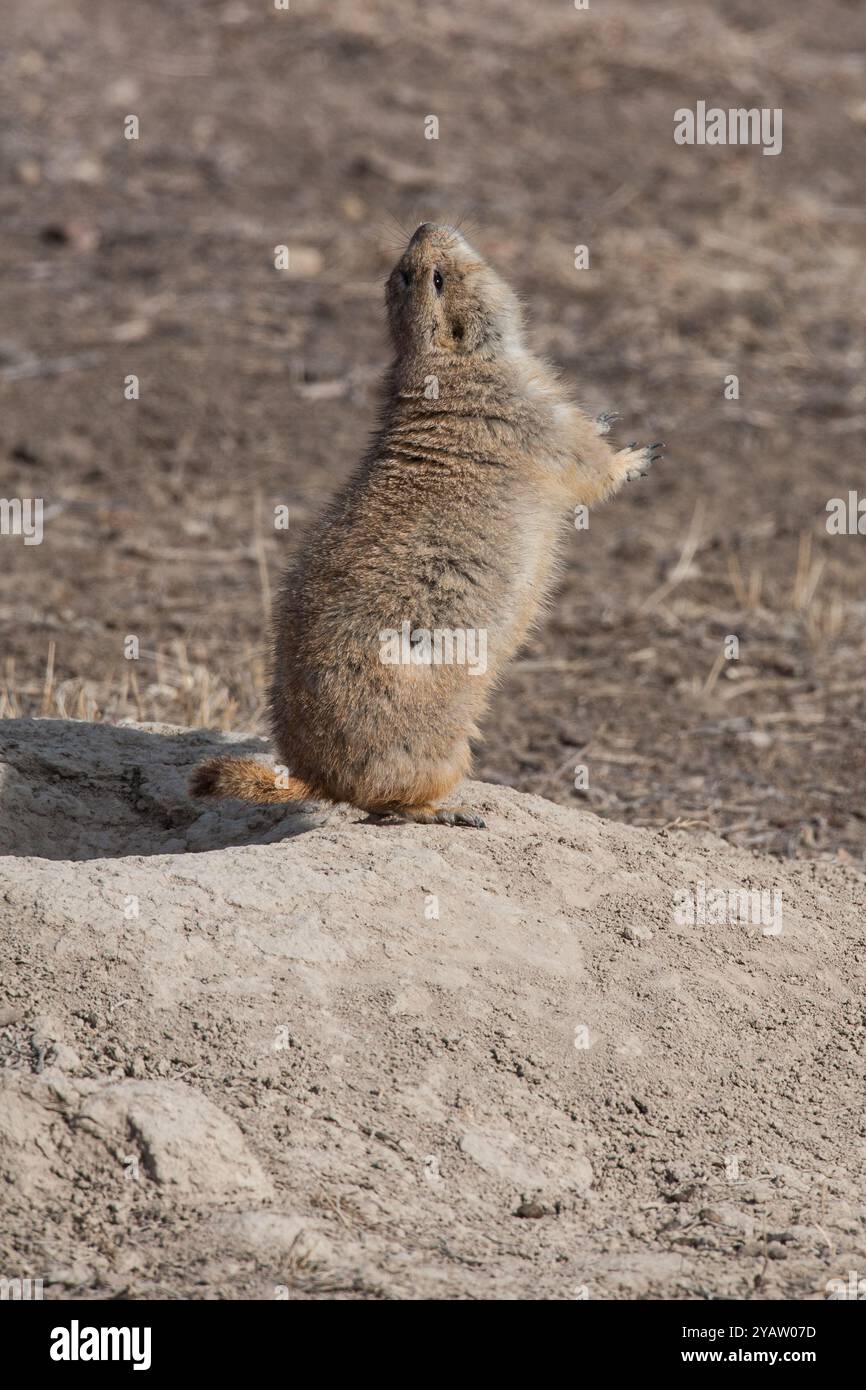 Black-tailed prairie dog (Cynomys ludovicianus) does a jump-yip. Call ...