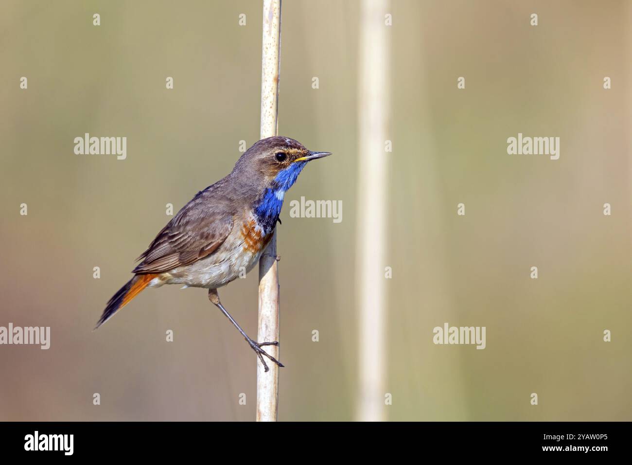 White-starred bluethroat (Luscinia svecica), sitting on a reed, Wadi ...