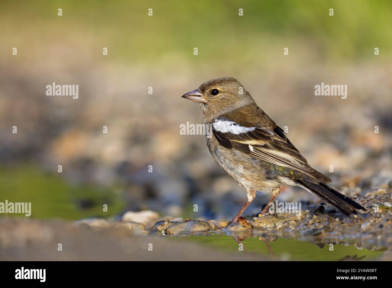 Oman greece hi-res stock photography and images - Alamy