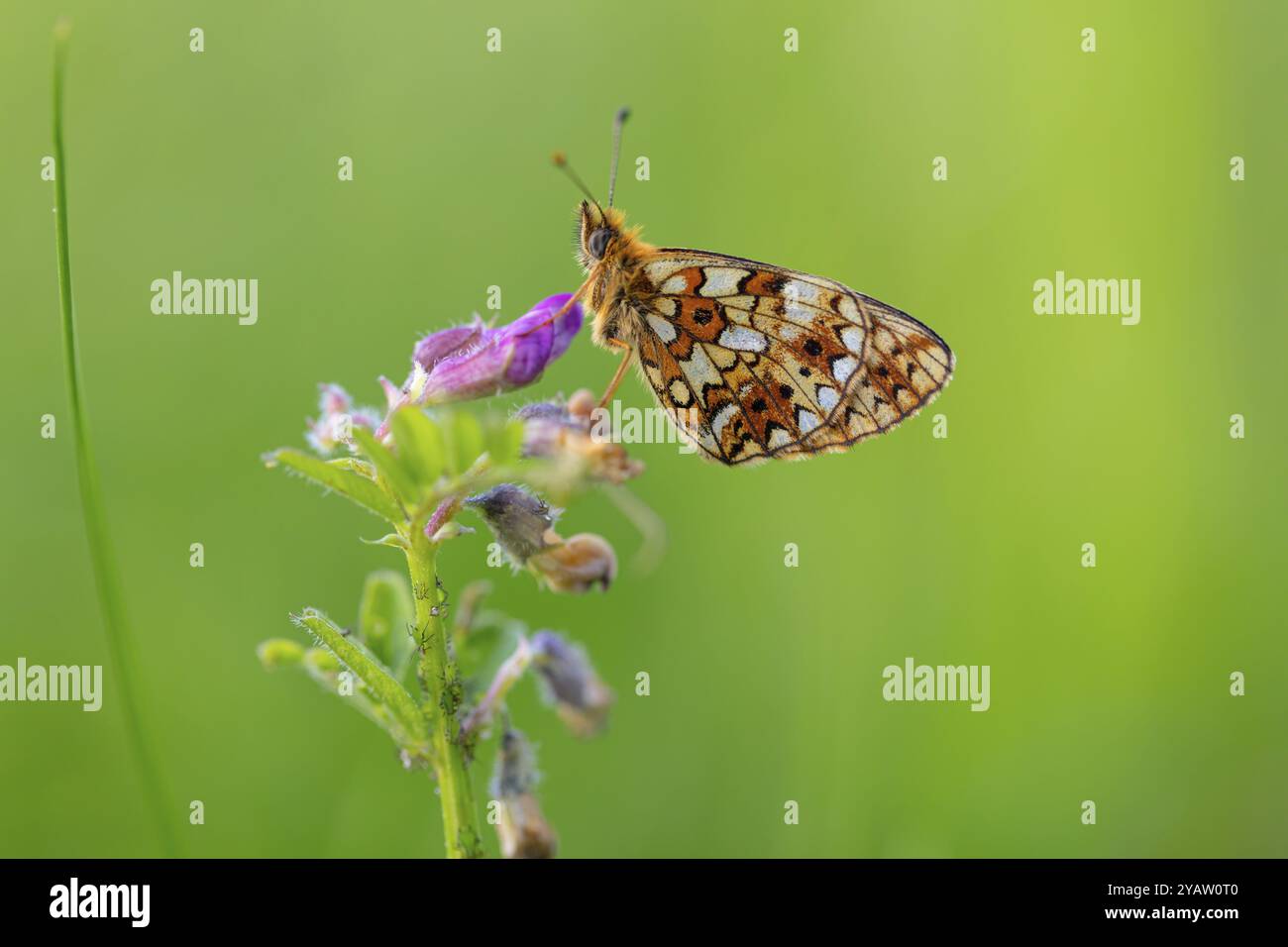 Small pearl-bordered fritillary, (Boloria selene), butterfly, moth ...
