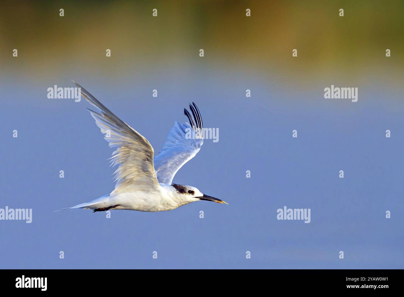 Sandwich tern, flight photo, lateral, (Sterna sandvicensis), subfamily of terns, Wadi Darbat ...