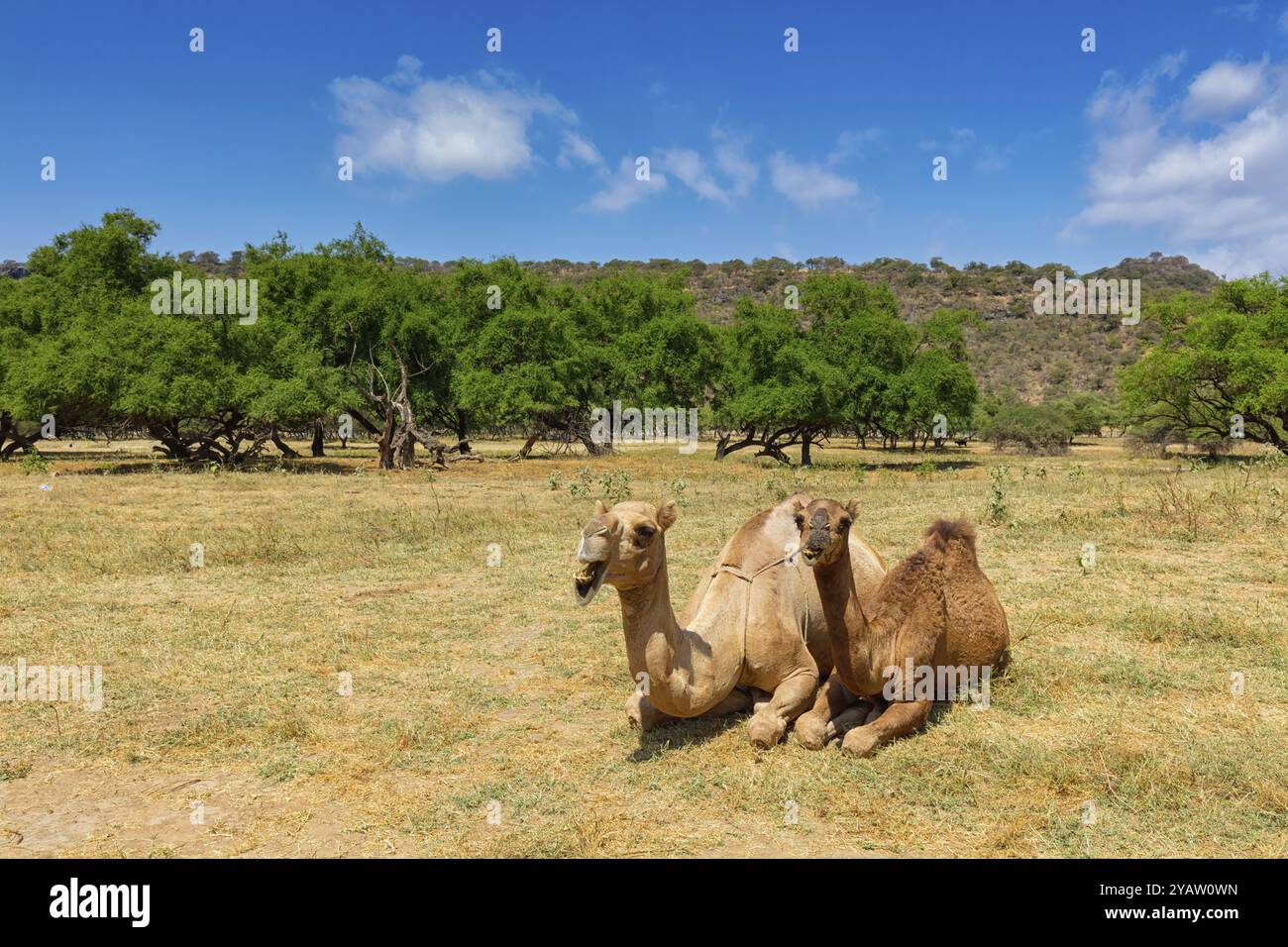 Dromedary, (Camelus dromedariu), two dromedaries resting, Wadi Darbat ...