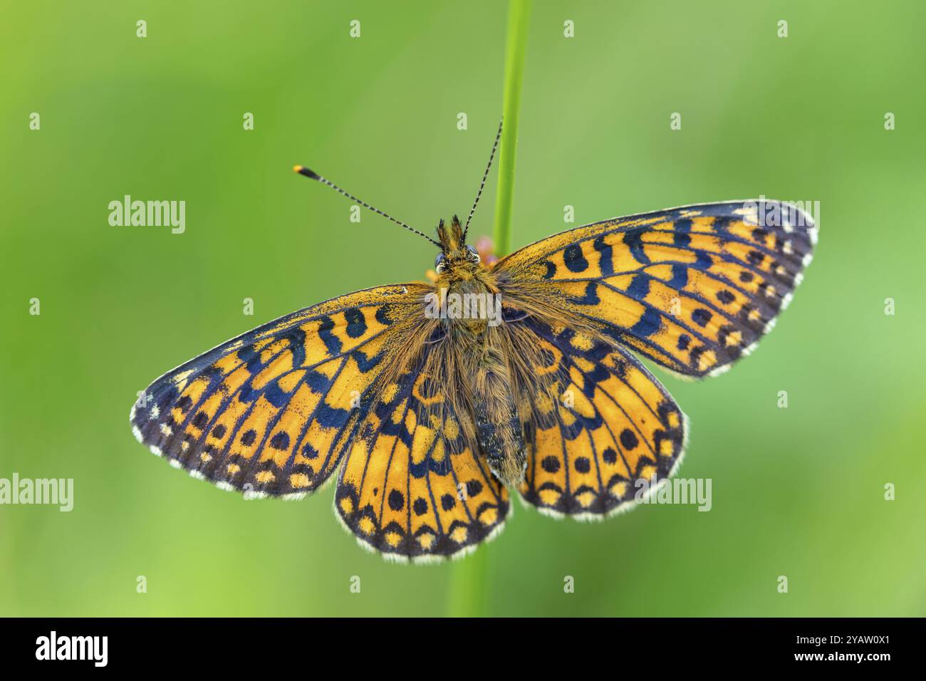 Small pearl-bordered fritillary, (Boloria selene), butterfly, butterfly ...