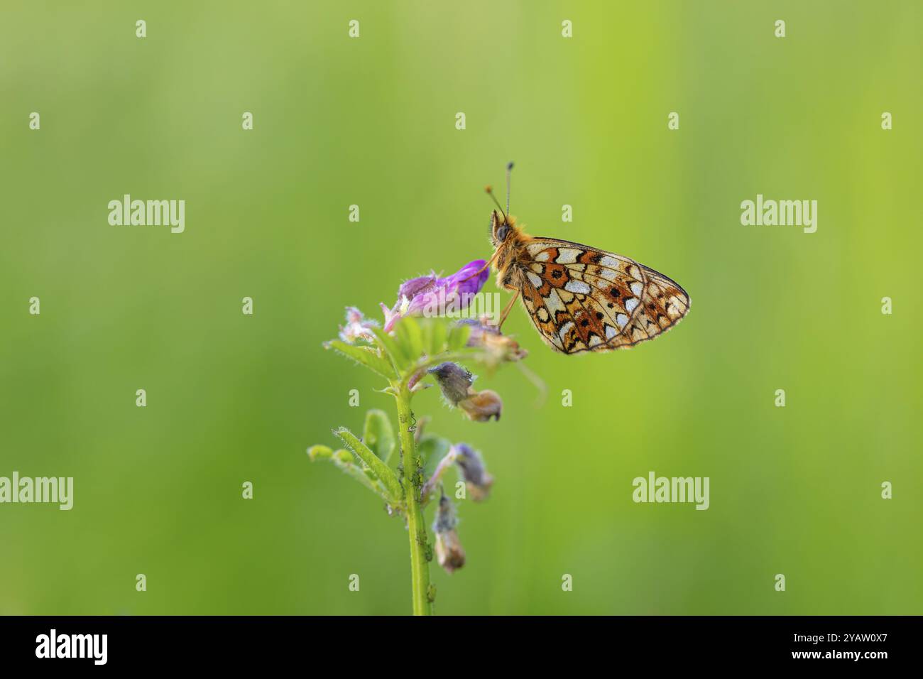 Small pearl-bordered fritillary, (Boloria selene), butterfly, moth ...