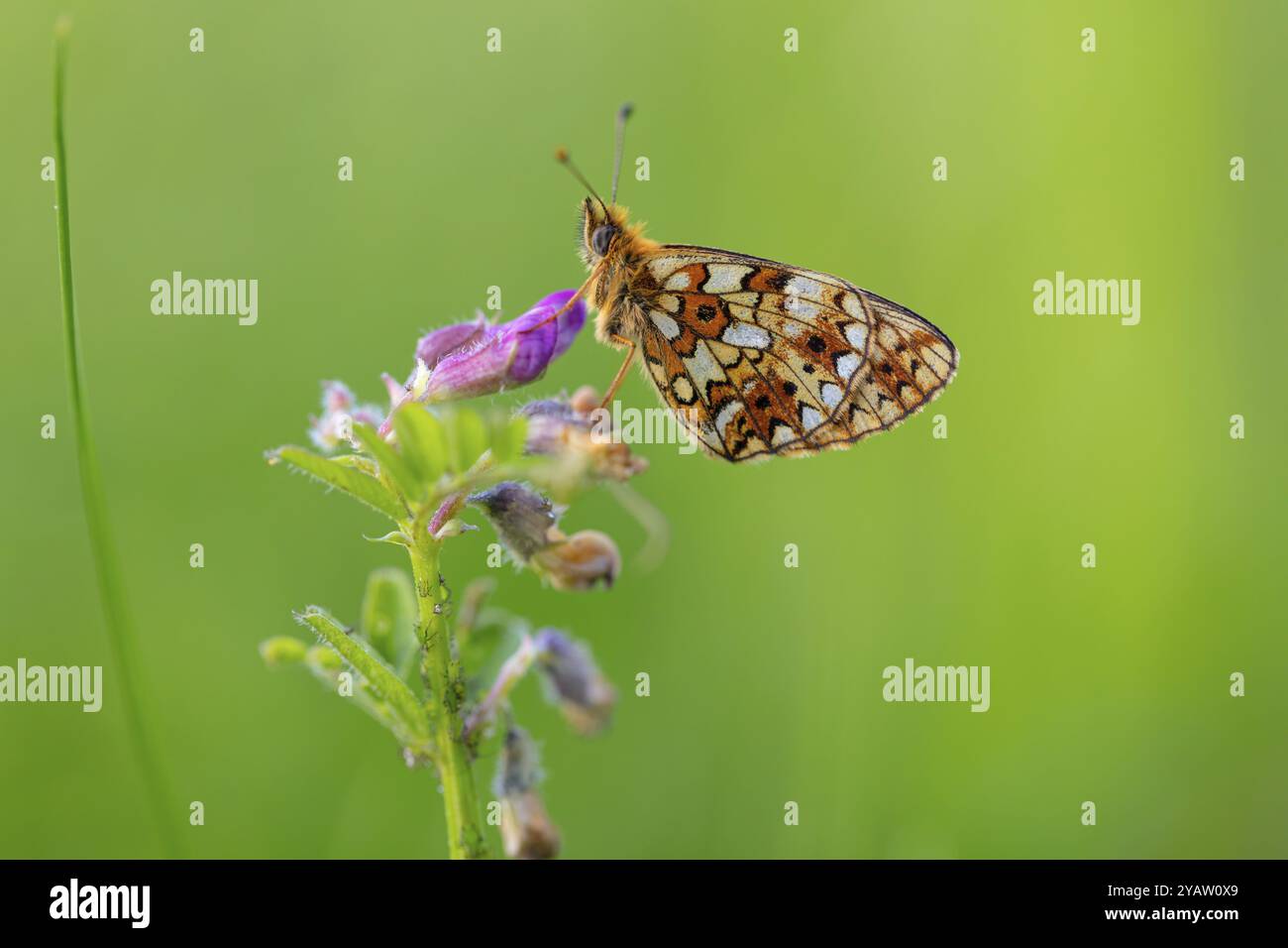 Small pearl-bordered fritillary, (Boloria selene), butterfly, moth ...