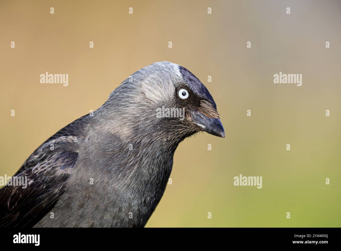 Jackdaw, (Corvus monedula), portrait, rook, family of corvids, raven ...