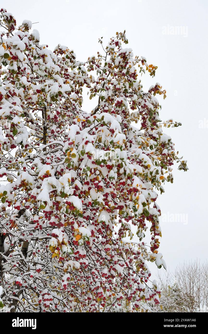 October snowfall in apple fruits hi-res stock photography and images ...