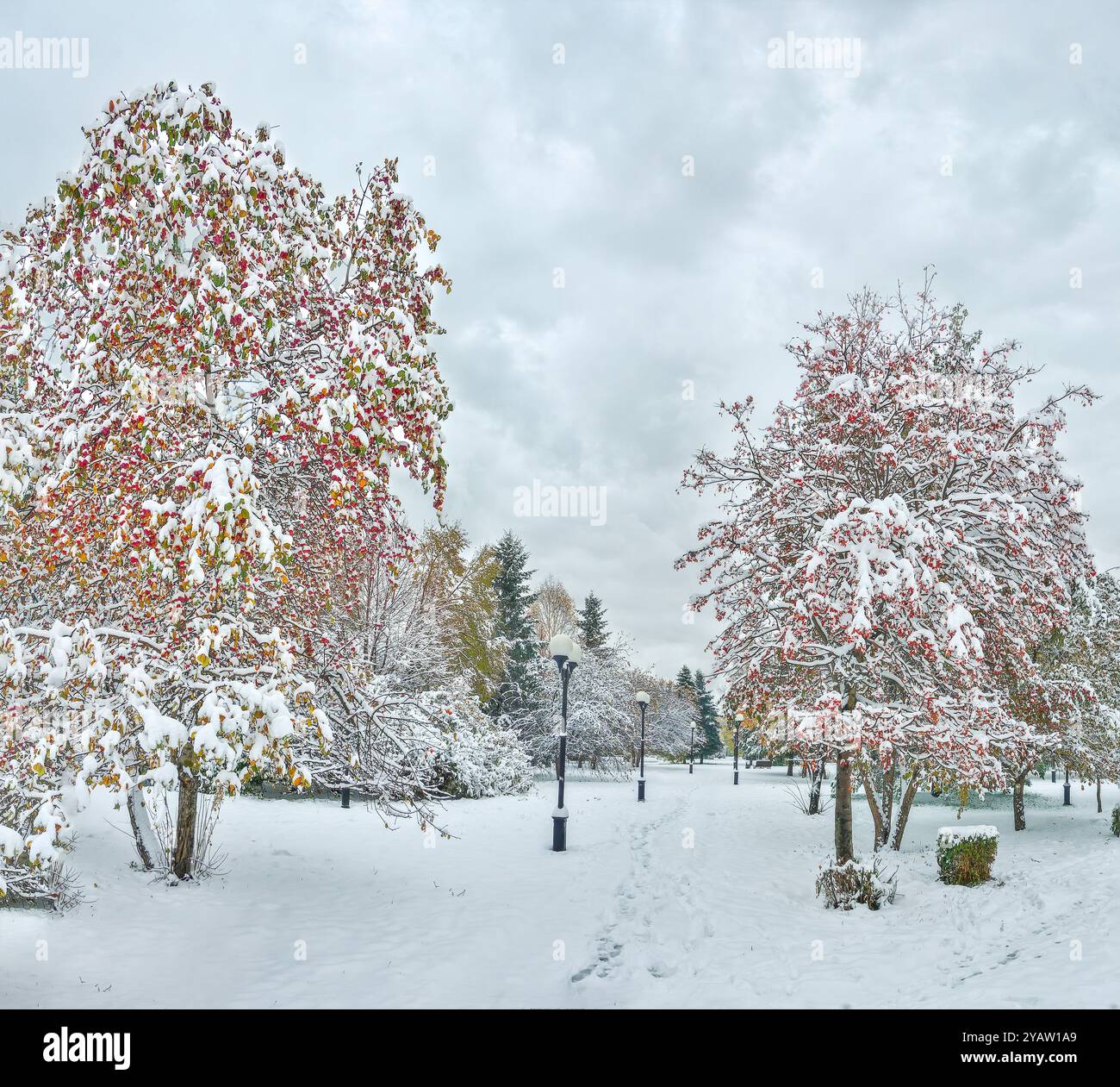 City park after first snowfall in october. Bright wild apple trees with ...
