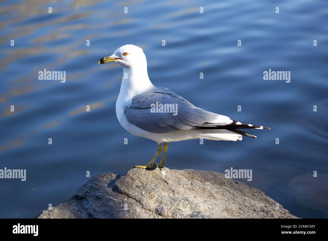 Gull identification hi-res stock photography and images - Alamy