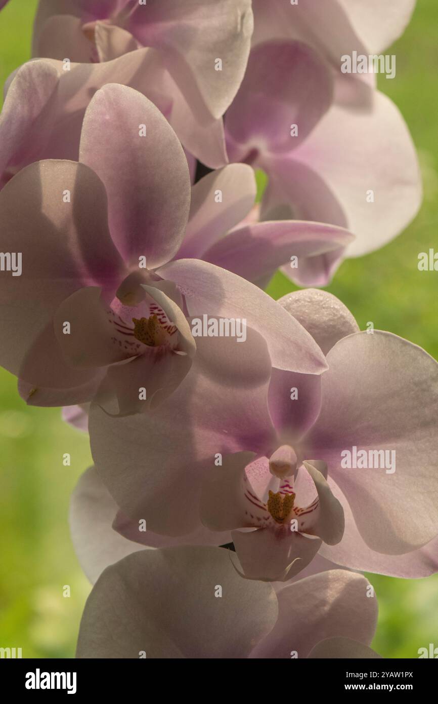 Magnifica orchid hi-res stock photography and images - Alamy