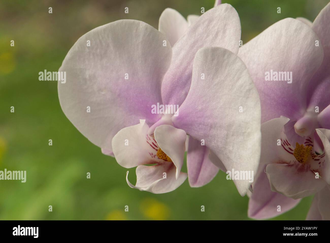A Magnifica Orchid blossom Stock Photo - Alamy