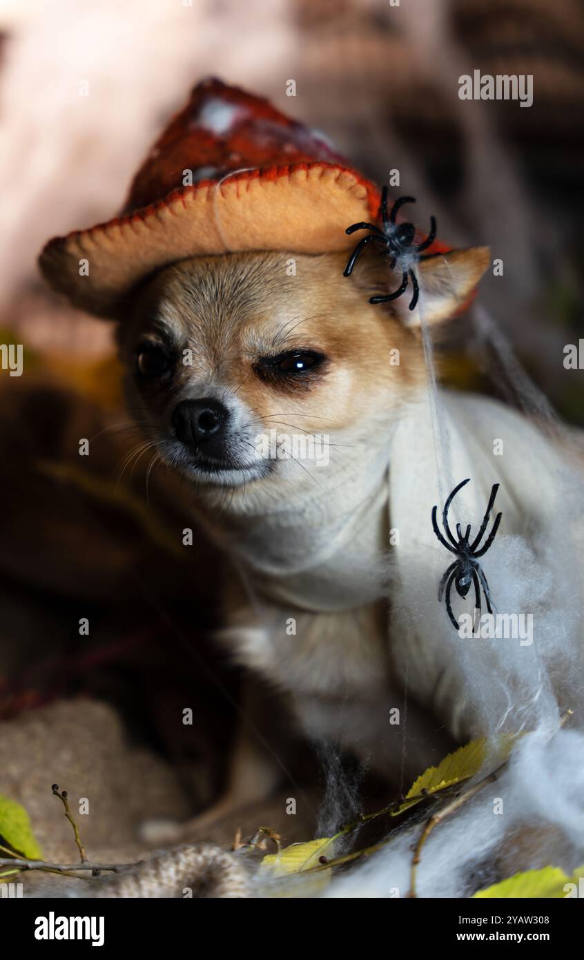 A small red Chihuahua dog in an orange hat with a spider web and two ...