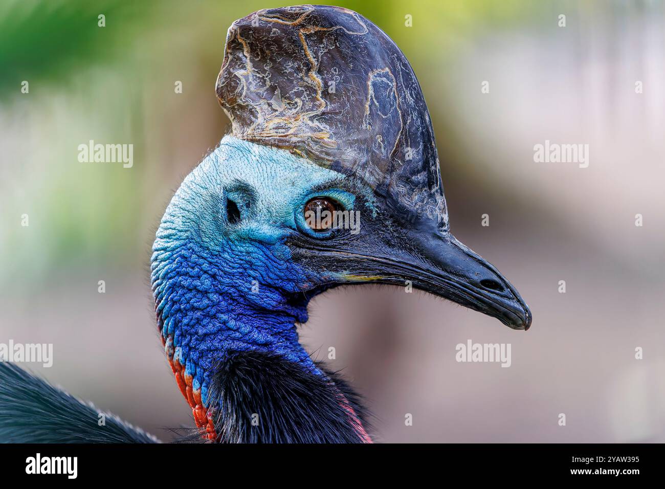 Cassowary eating hi-res stock photography and images - Alamy