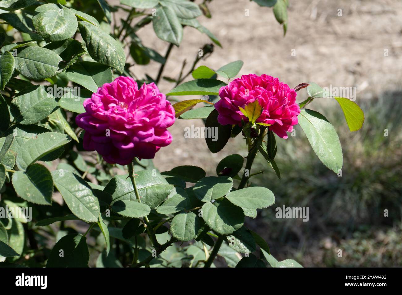 Beautiful flowers in rural hi-res stock photography and images - Alamy