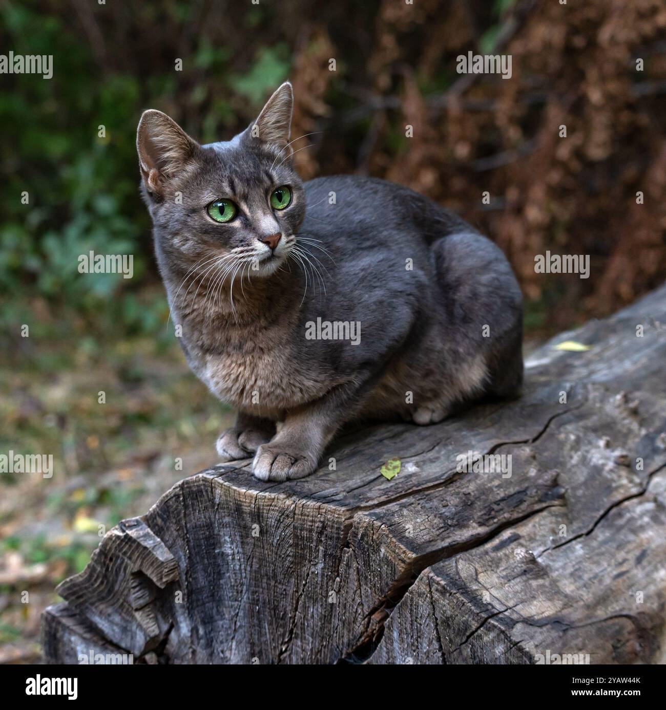 A grey cat with green eyes sits on a grey log and warily looks to the ...