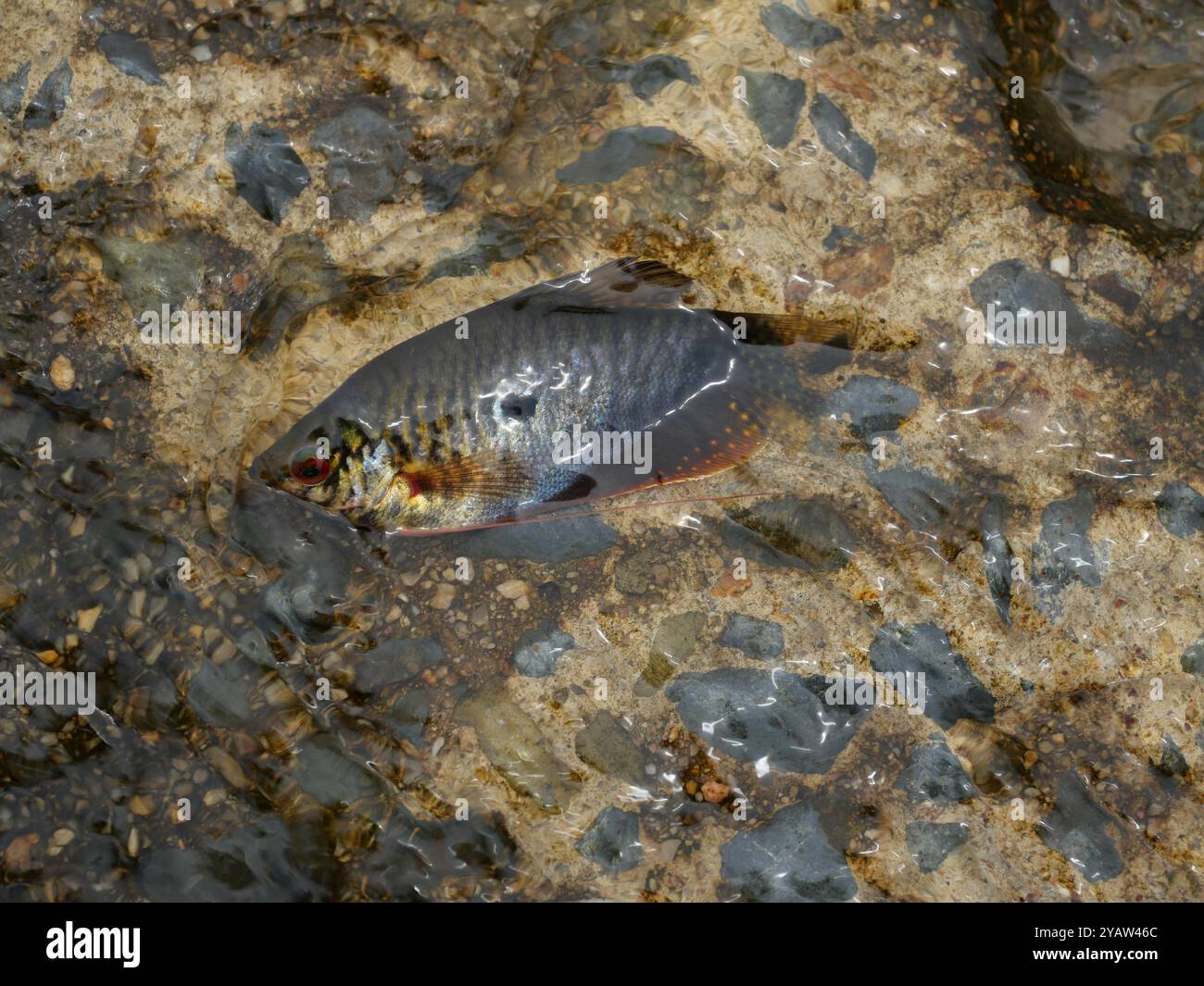 Three spot gourami fish in clear flowing water, Important aquacultured ...
