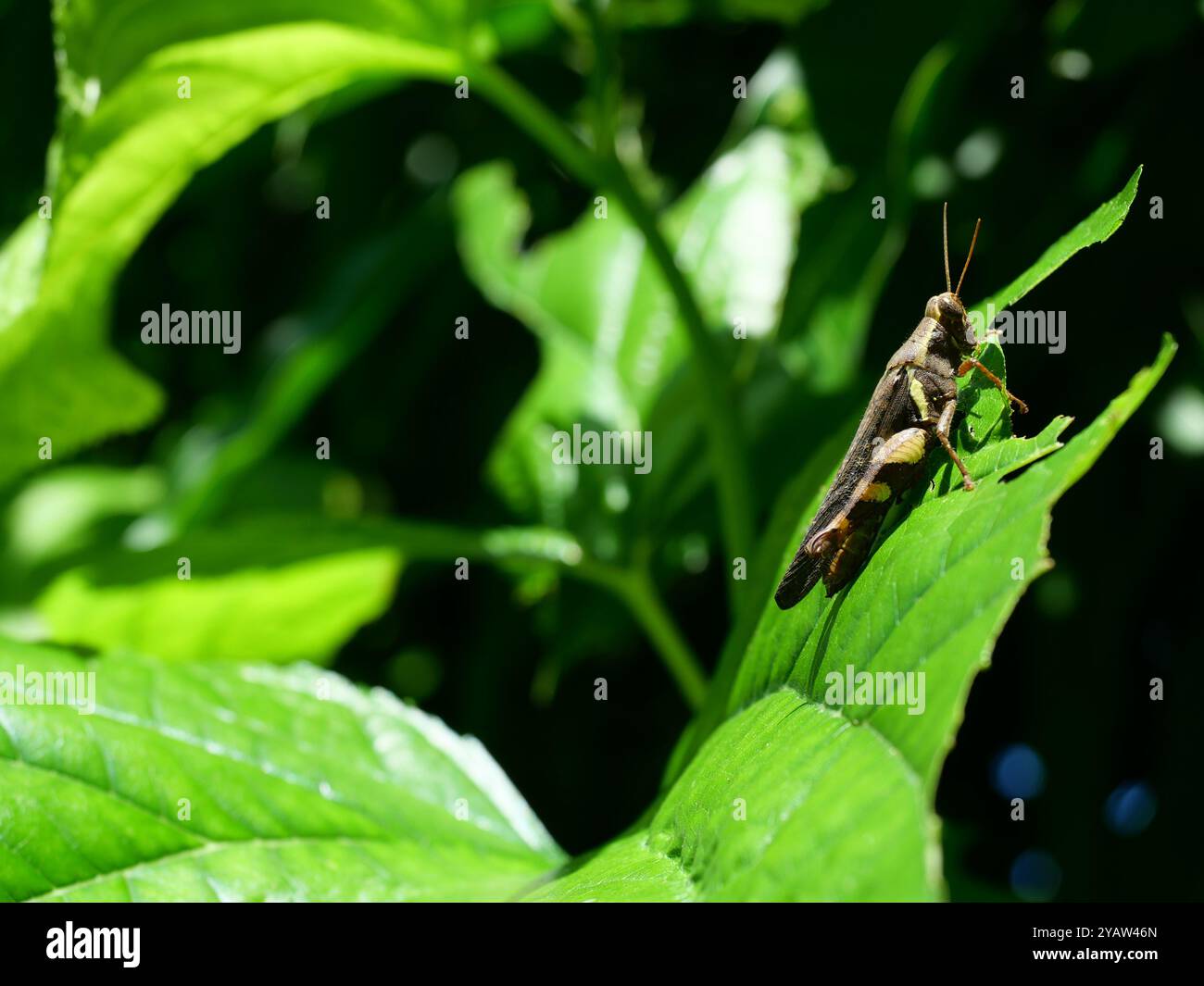 Bombay locust ( Patanga succincta ) is biting and eating green leaf on ...