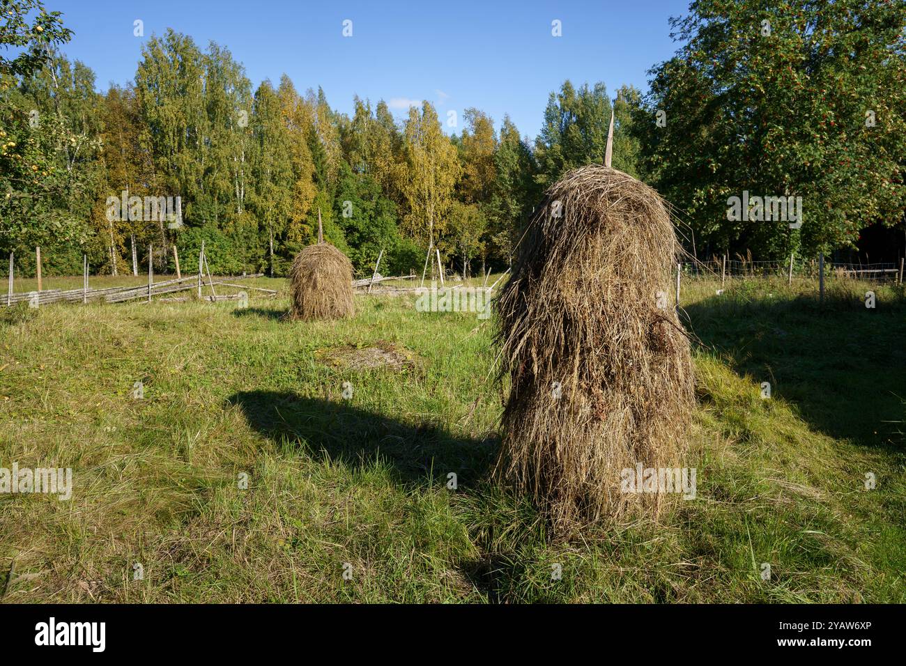Traditional haystacks on a field at Kovero Heritage Farm in Seitseminen ...