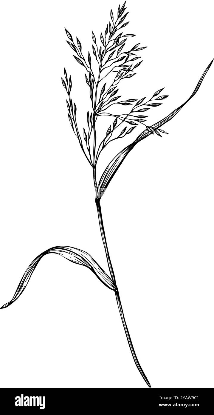Branch of grass, bluegrass, bent. Hand drawn vector illustration ...