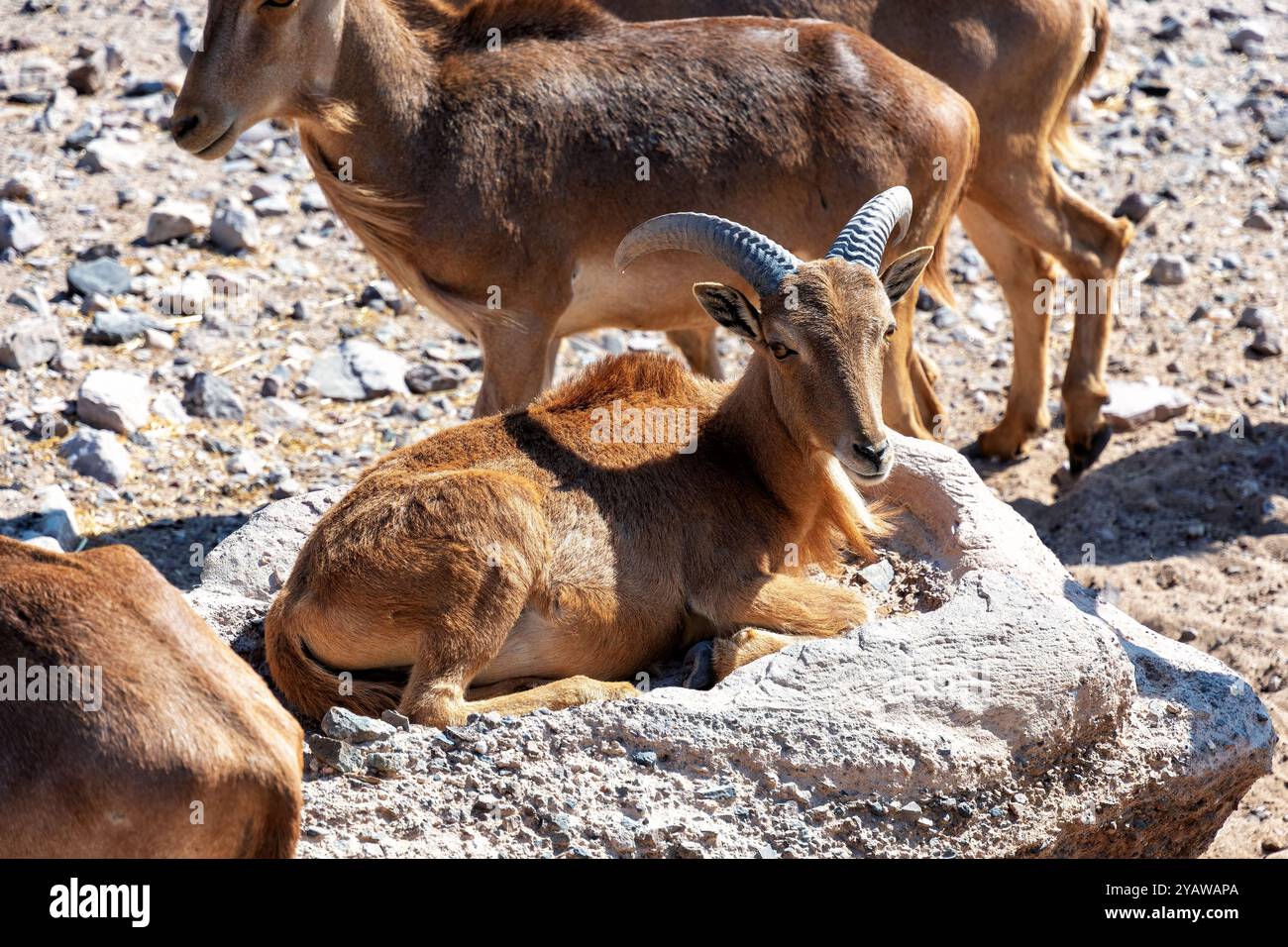 young Aoudad, also known as a Barbary sheep, rests on a rock in the ...