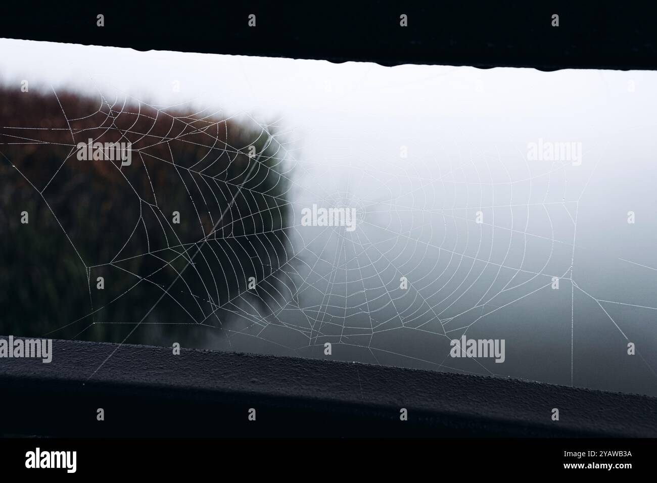 Captured in intricate lines hi-res stock photography and images - Alamy