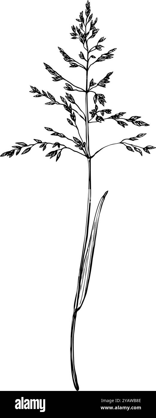 Bluegrass branch. Black and white hand drawn engraved vector ...