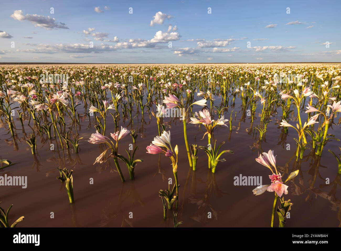 Pan lilies hi-res stock photography and images - Alamy