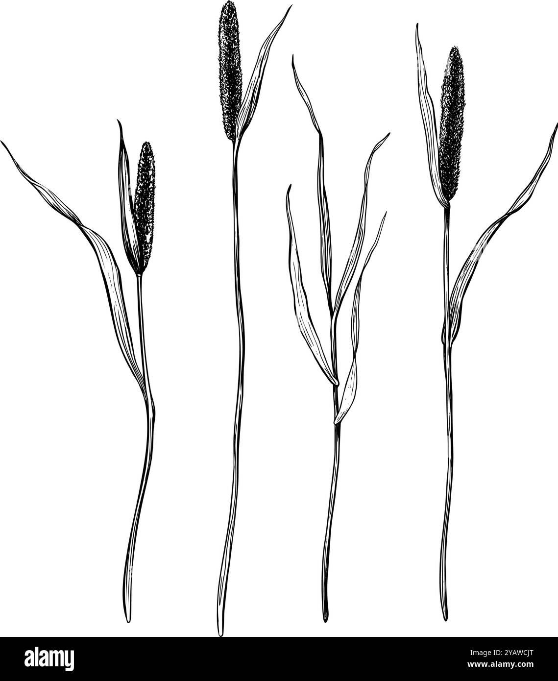 Timothy grass set. Hand drawn vector illustration isolated on white ...